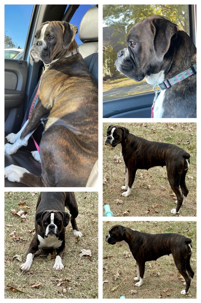 Our Boxers - Ropers Boxers