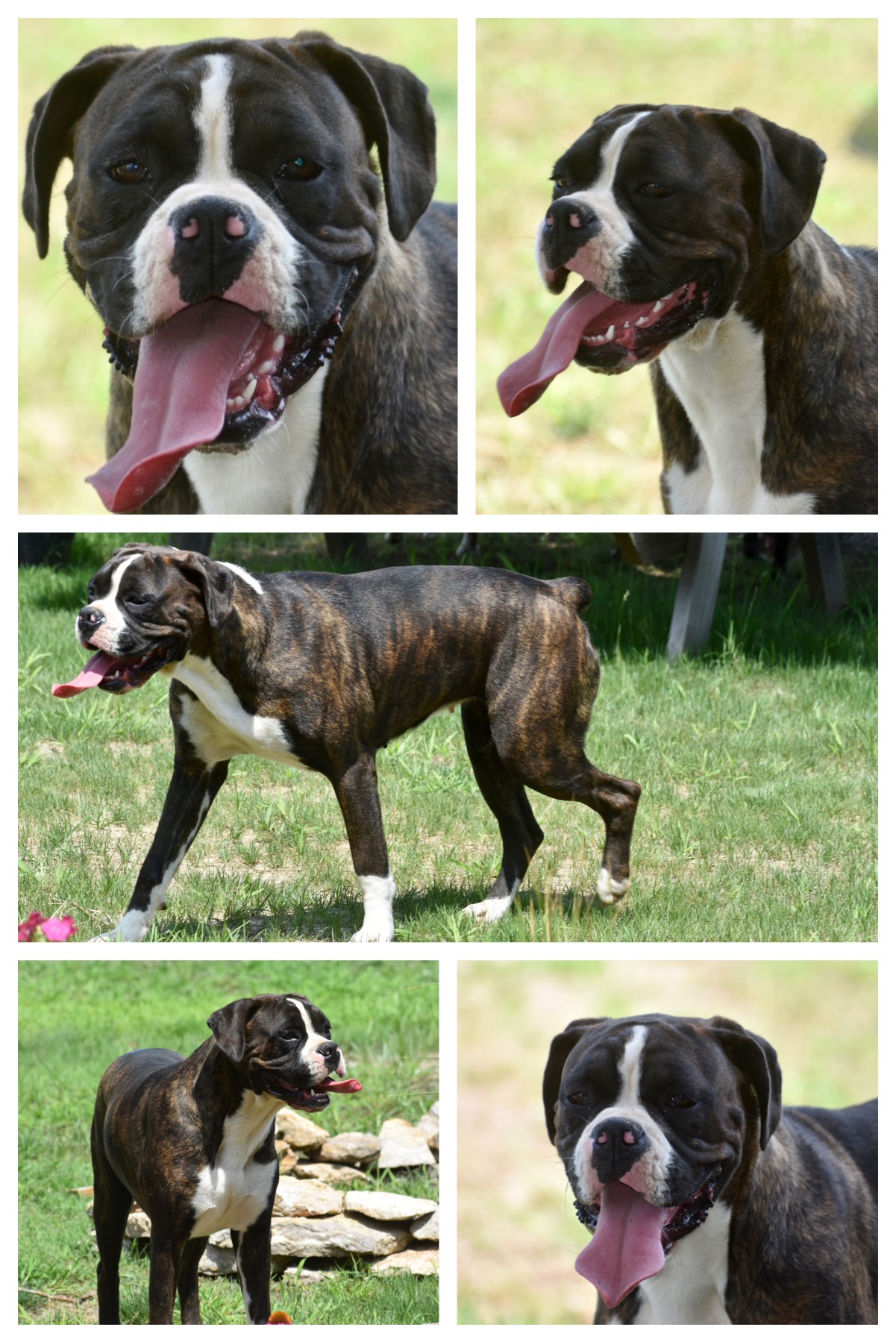 Our Boxers - Ropers Boxers