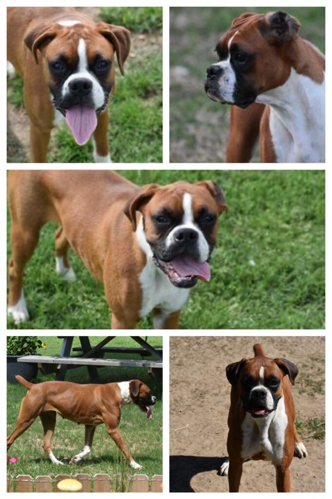 Our Boxers - Ropers Boxers